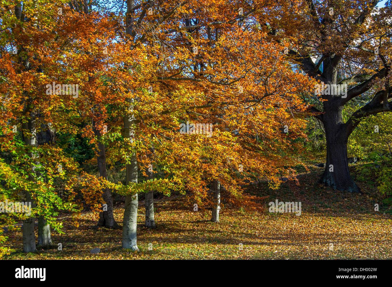Oak (Quercus sp.) and Birch (Betula sp.) trees in autumn, Djurgaden ...