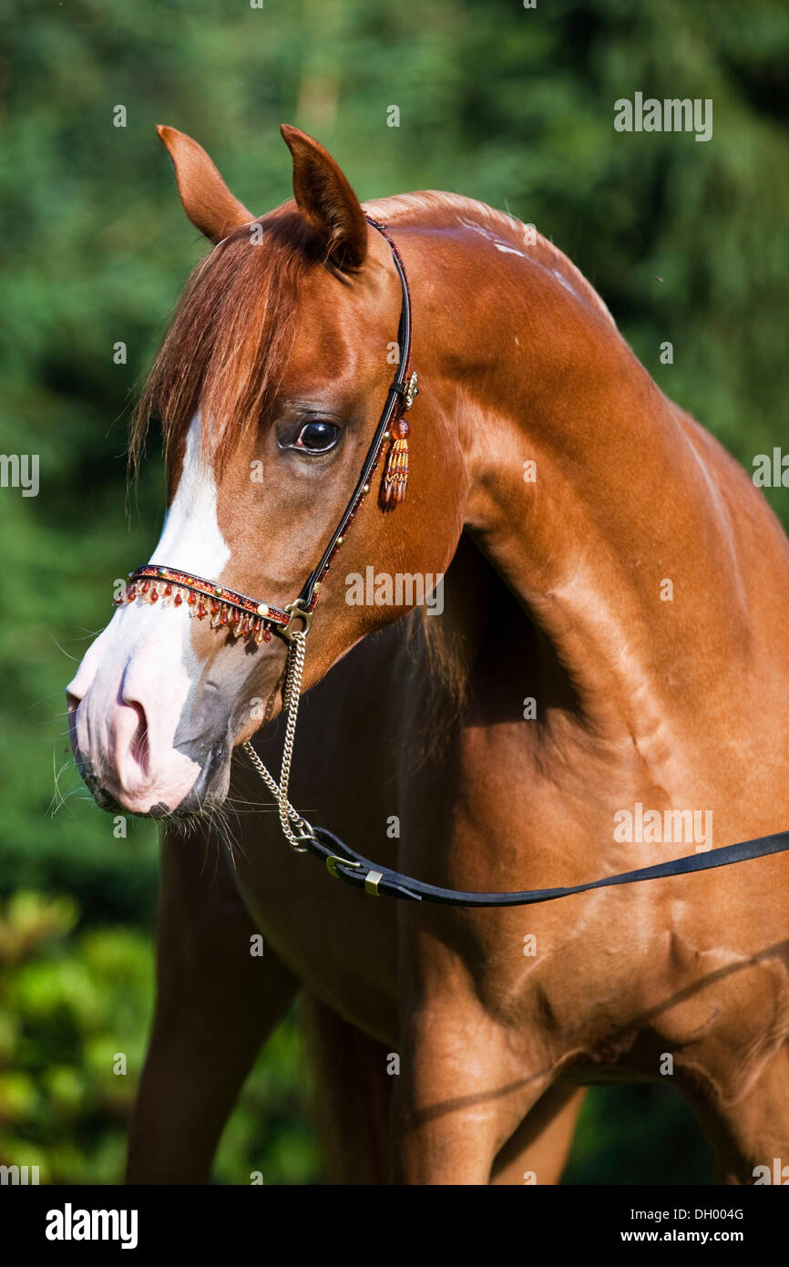 Arabian horse chestnut mare hi-res stock photography and images - Alamy