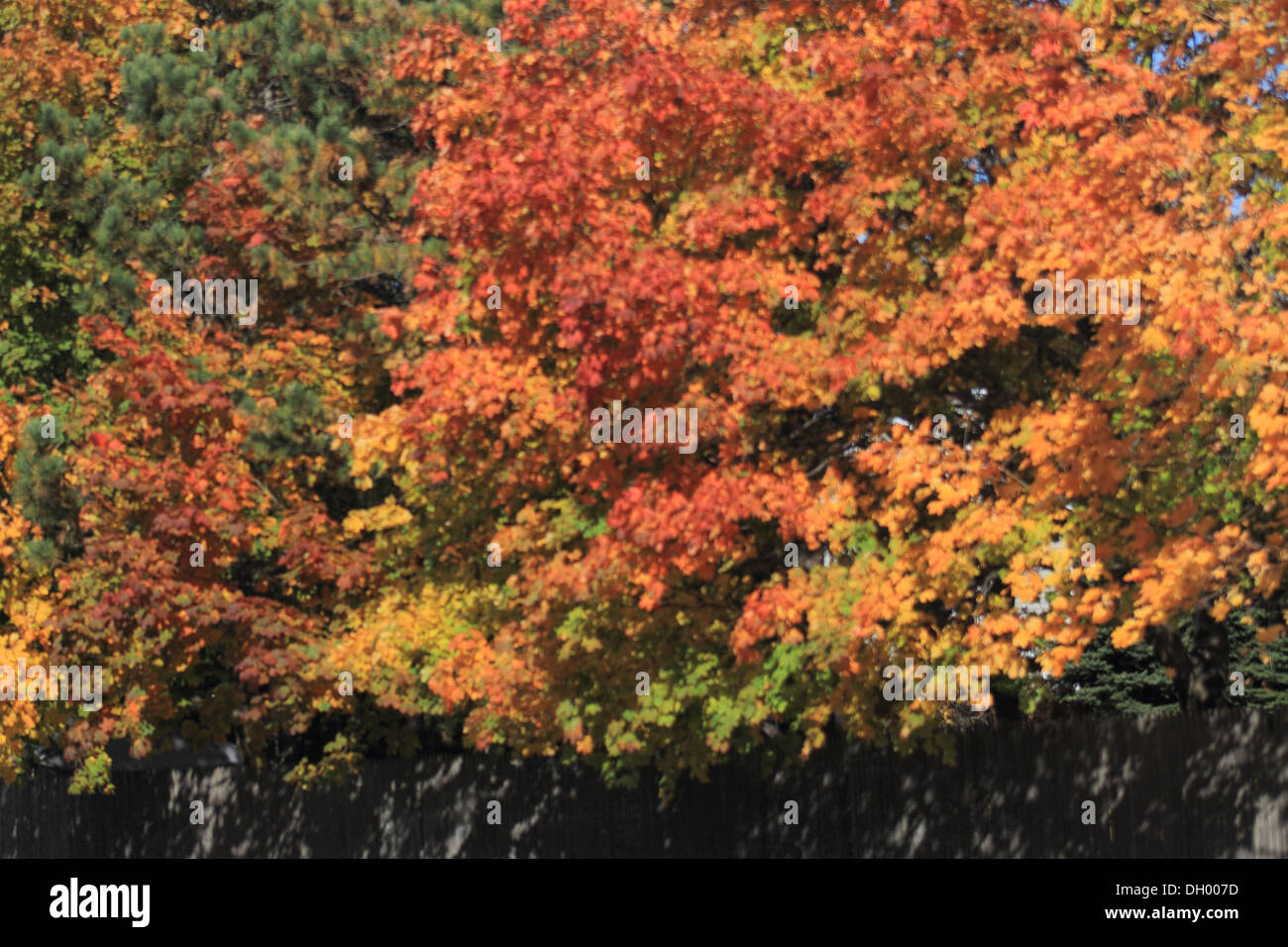 Beautiful foliage hi-res stock photography and images - Alamy