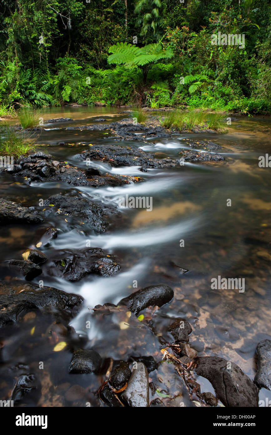 Stream in a rainforest in the Atherton Tablelands, Queensland ...