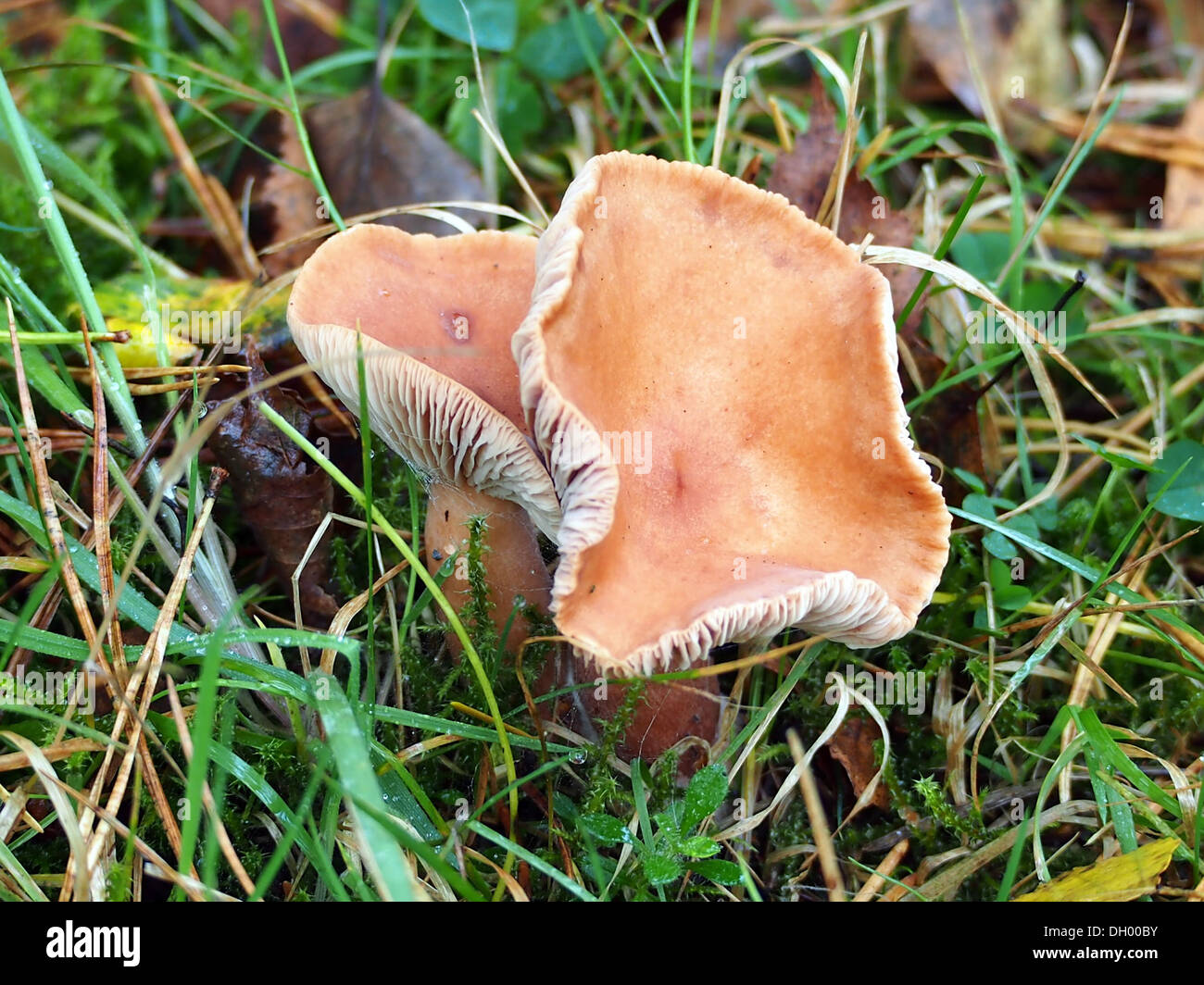 Mushrooms are a type of fungi that are used widely in cooking for their ...