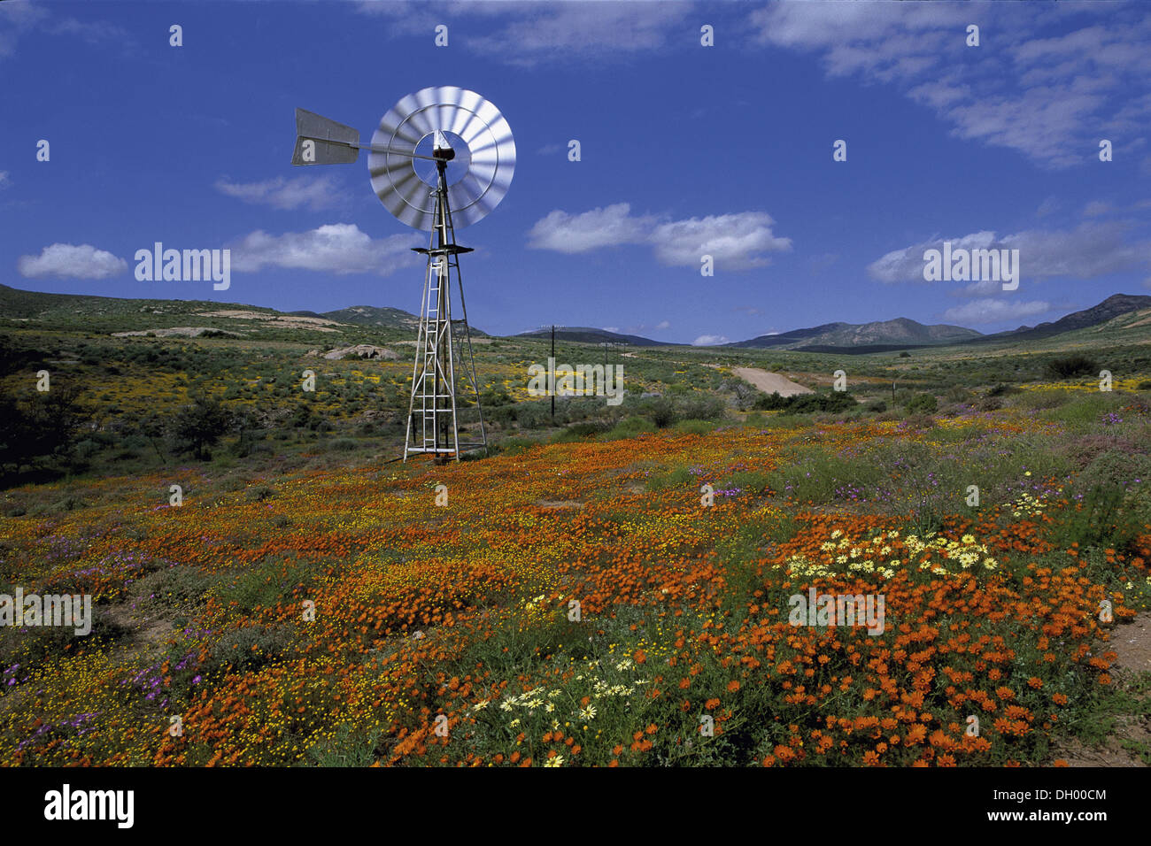 Namaqua land hi-res stock photography and images - Alamy