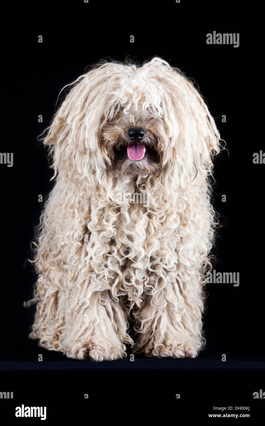 Puli breed hi-res stock photography and images - Alamy