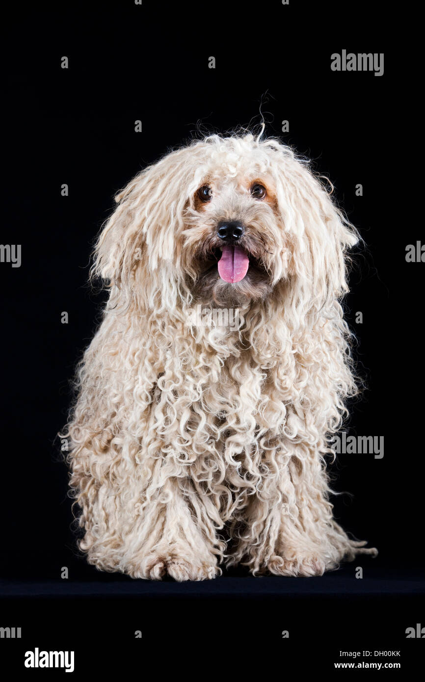 Puli breed hi-res stock photography and images - Alamy