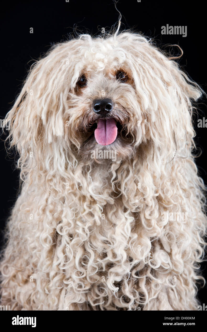 Puli hi-res stock photography and images - Alamy