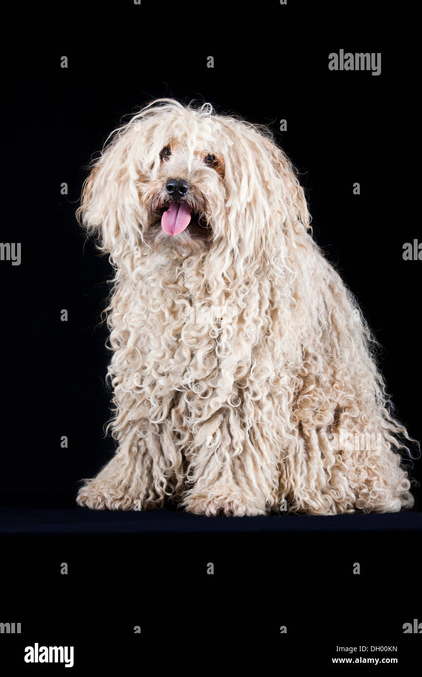 Puli hi-res stock photography and images - Alamy