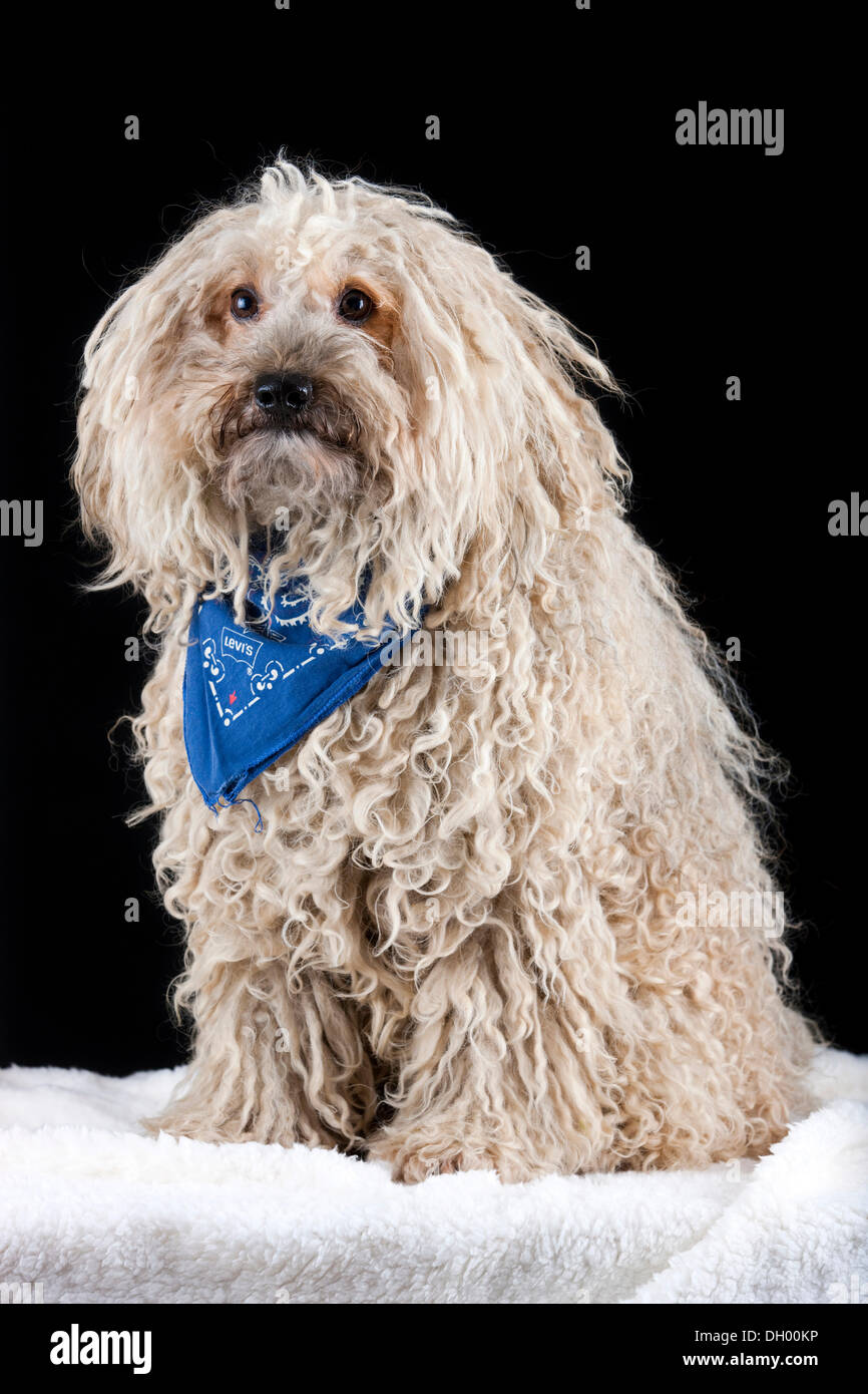 Hungarian Puli Dog High Resolution Stock Photography and Images - Alamy