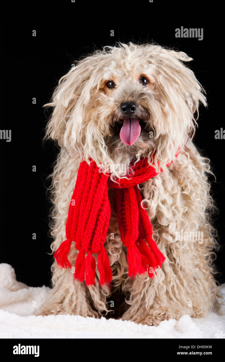 Hungarian puli dog hi-res stock photography and images - Alamy