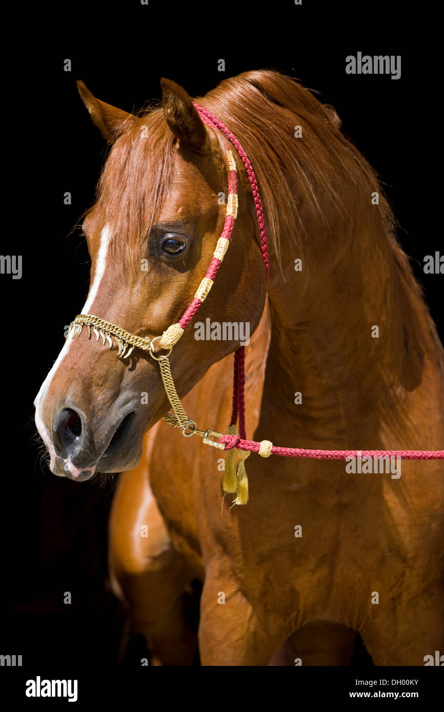 Stallion posturing, Arabian stallion, fox, portrait, wearing a show ...