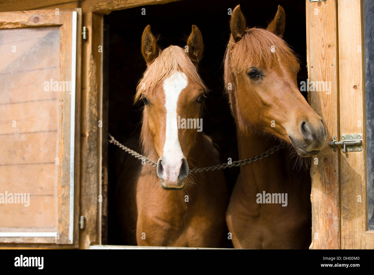 Arabian Horse Stables High Resolution Stock Photography and Images - Alamy