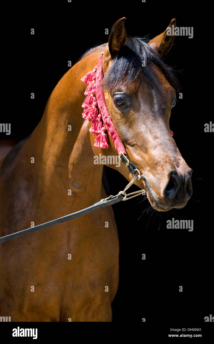 Arabian thoroughbred horse wearing show hi-res stock photography and ...