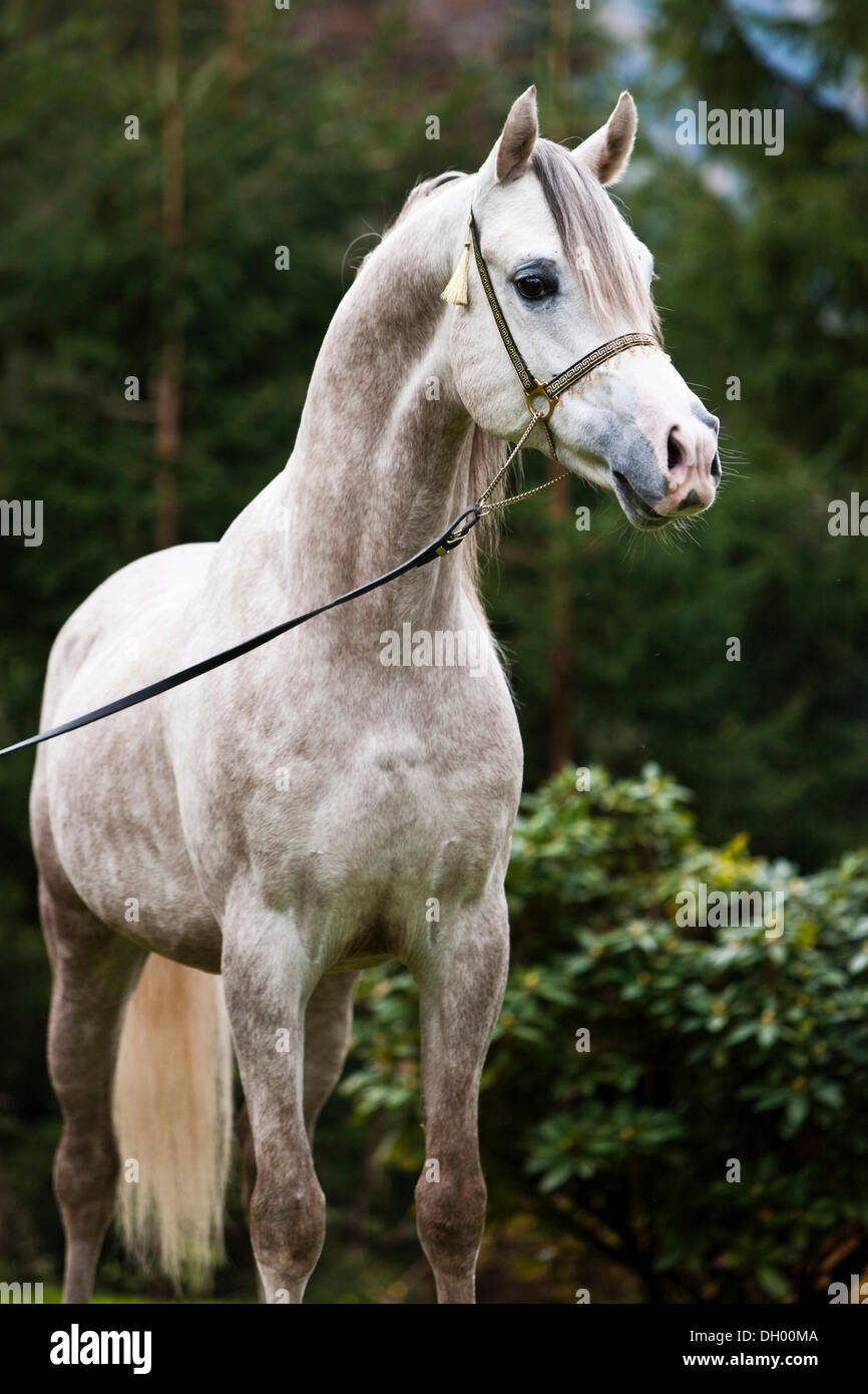 Stallion posturing, Arabian stallion, gray, portrait, wearing a show ...