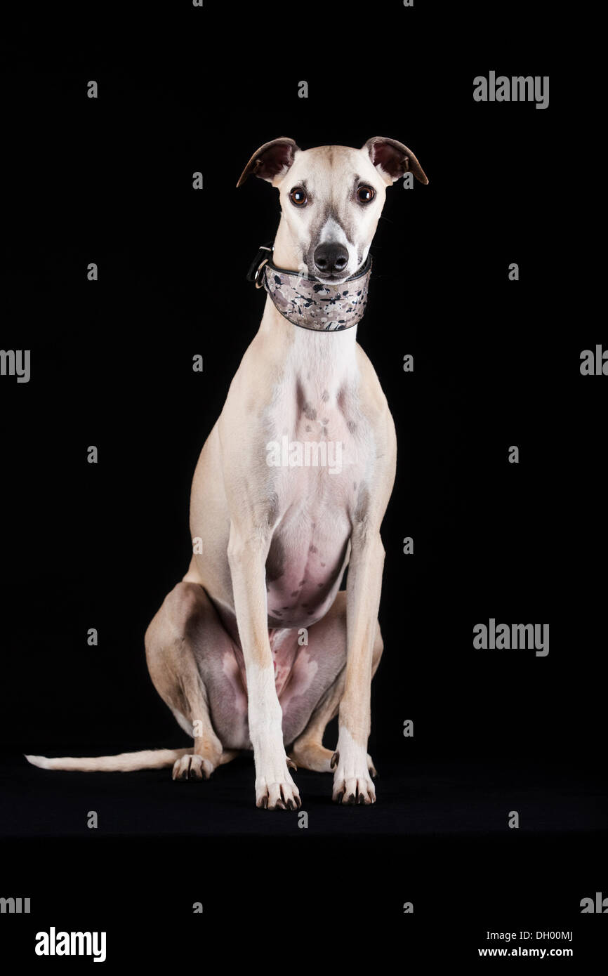 Whippet body hi-res stock photography and images - Alamy
