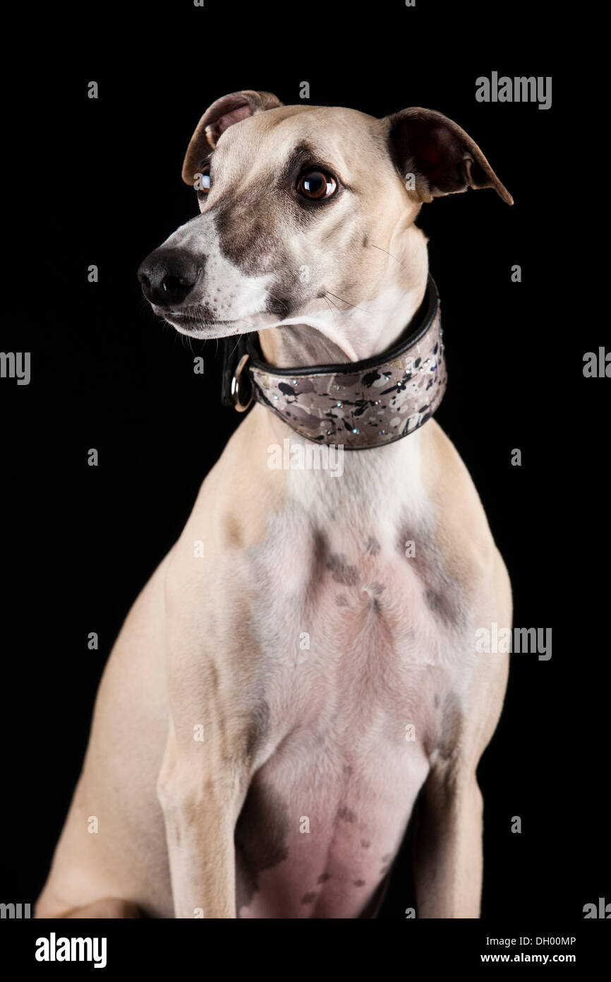 Sitting whippet hi-res stock photography and images - Alamy
