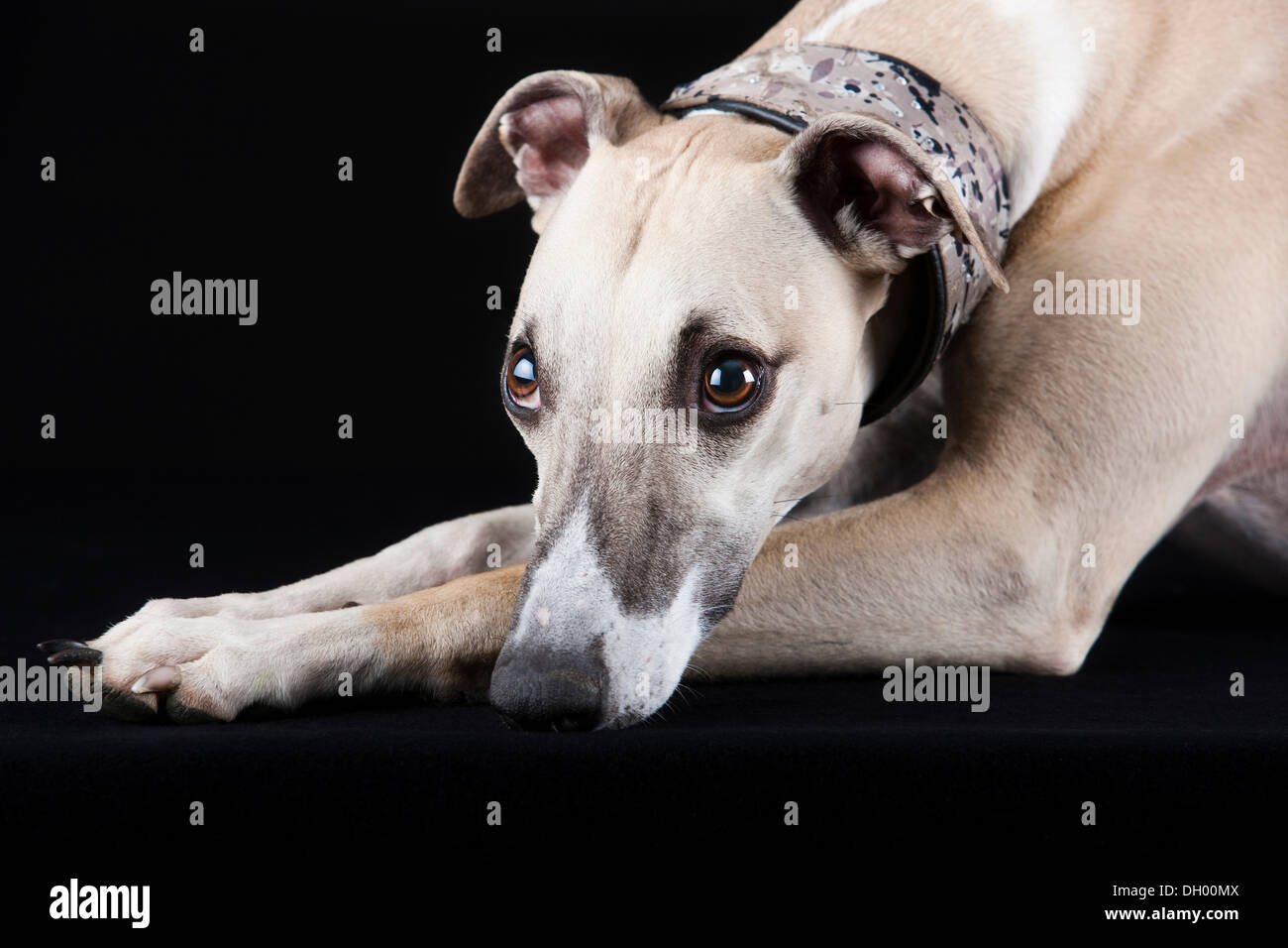 Sniffing scents hi-res stock photography and images - Alamy