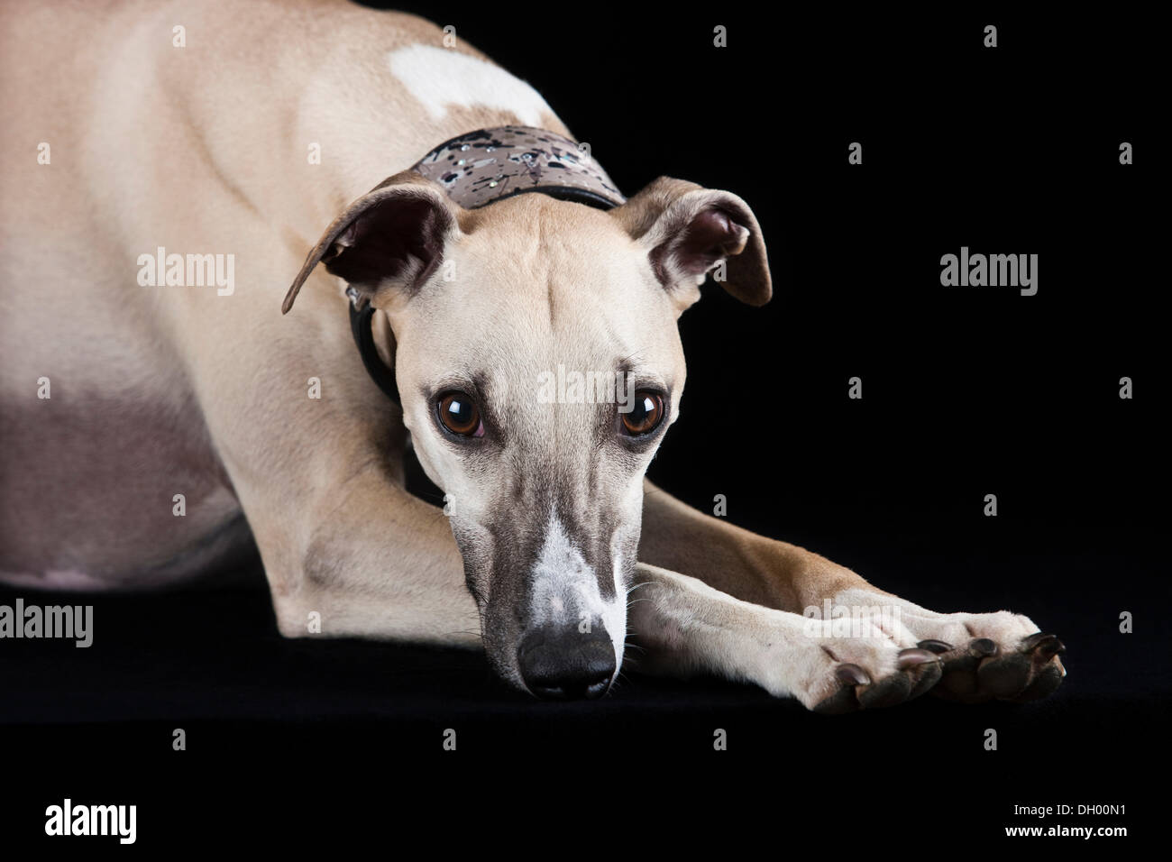 Whippets breeds hi-res stock photography and images - Alamy