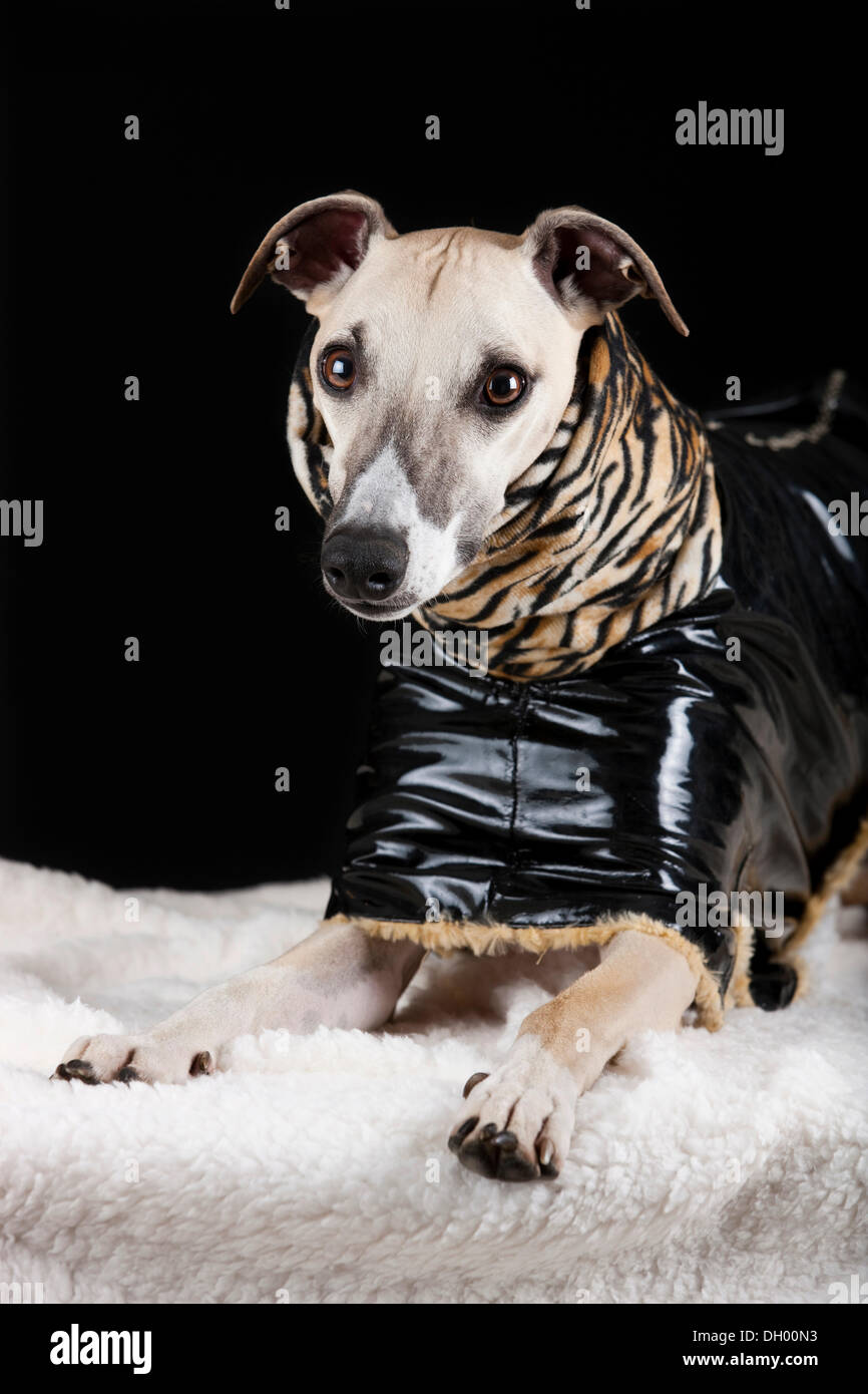 Whippet wearing a vinyl coat with a tiger-skin pattern Stock Photo - Alamy