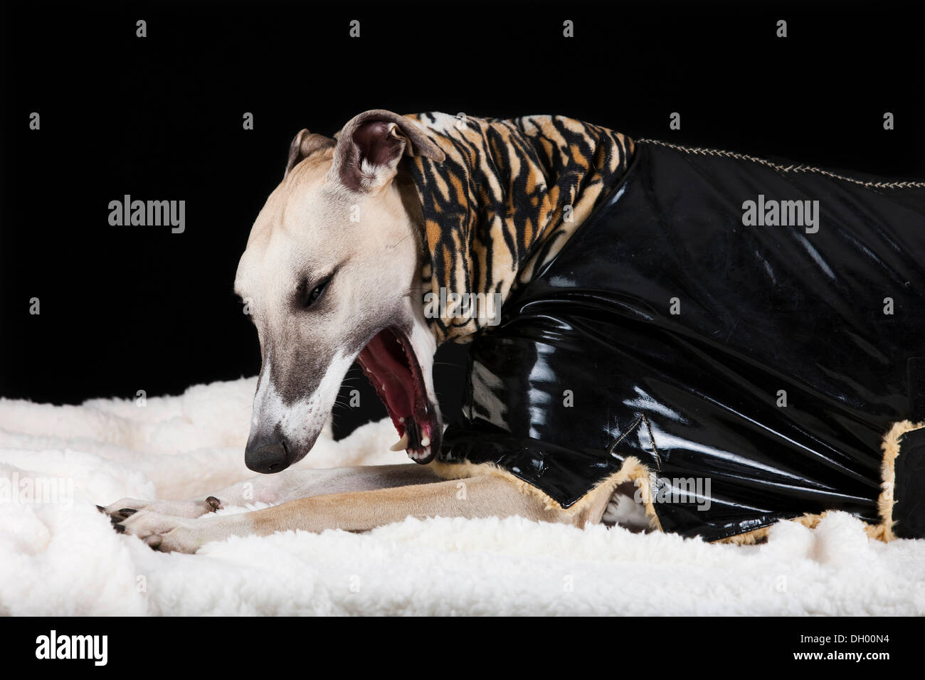 Whippet wearing a vinyl coat with a tiger-skin pattern Stock Photo - Alamy