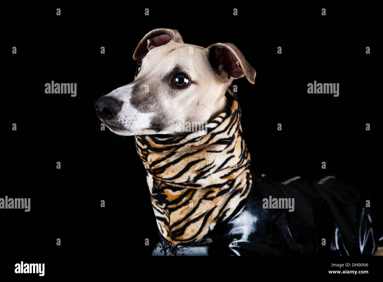 Tiger patterns hi-res stock photography and images - Alamy