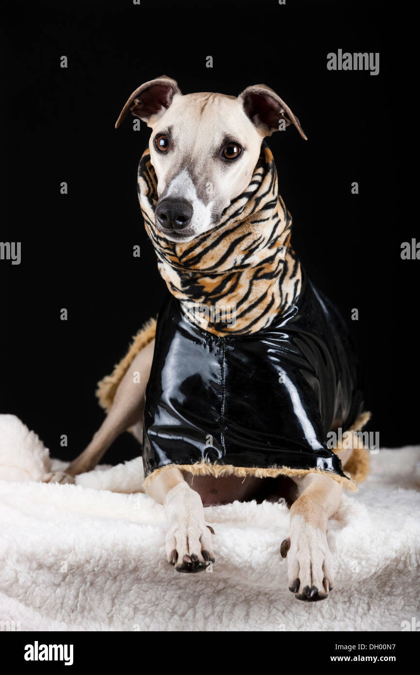 Whippet wearing a vinyl coat with a tiger-skin pattern Stock Photo - Alamy