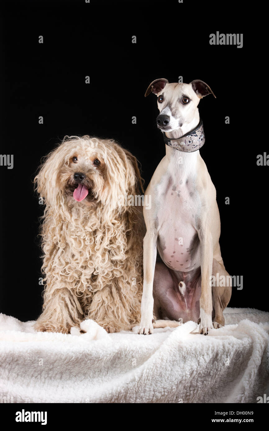 Whippet Fox Terrier Mix