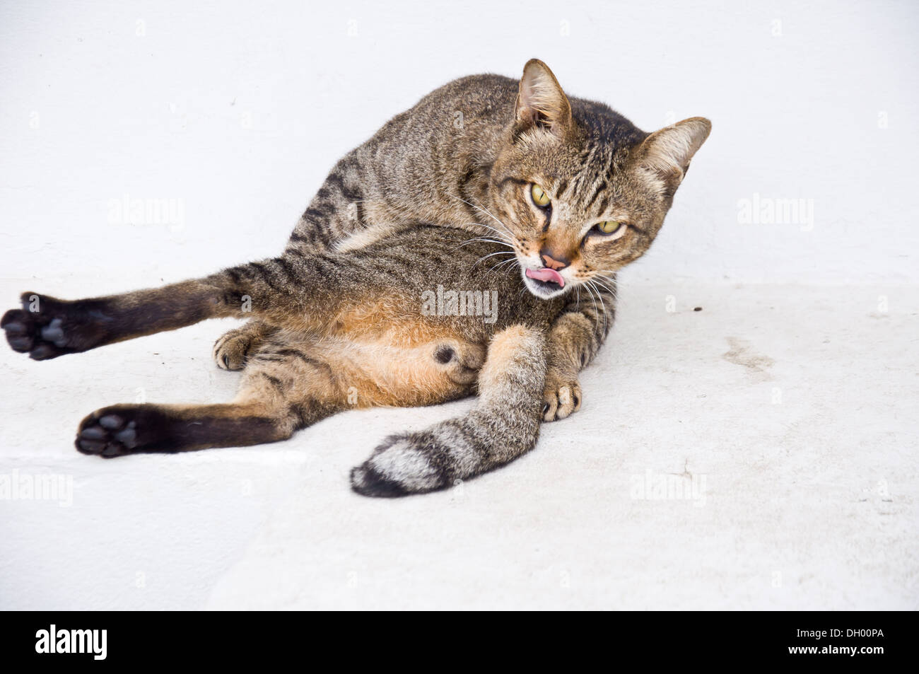 cat cleaning itself for hygiene Stock Photo - Alamy