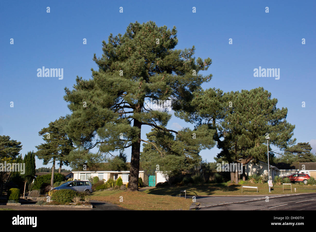 Maritime Pine Pinus pinaster, mature tree in housing estate ...