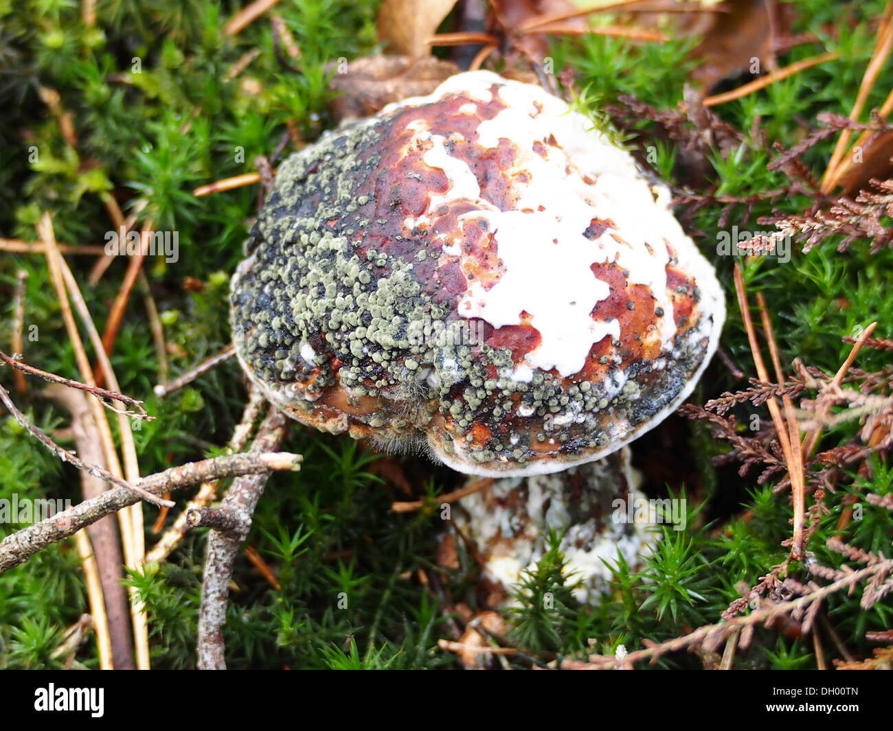 A variety of mushrooms are depicted, showcasing their diverse forms and ...