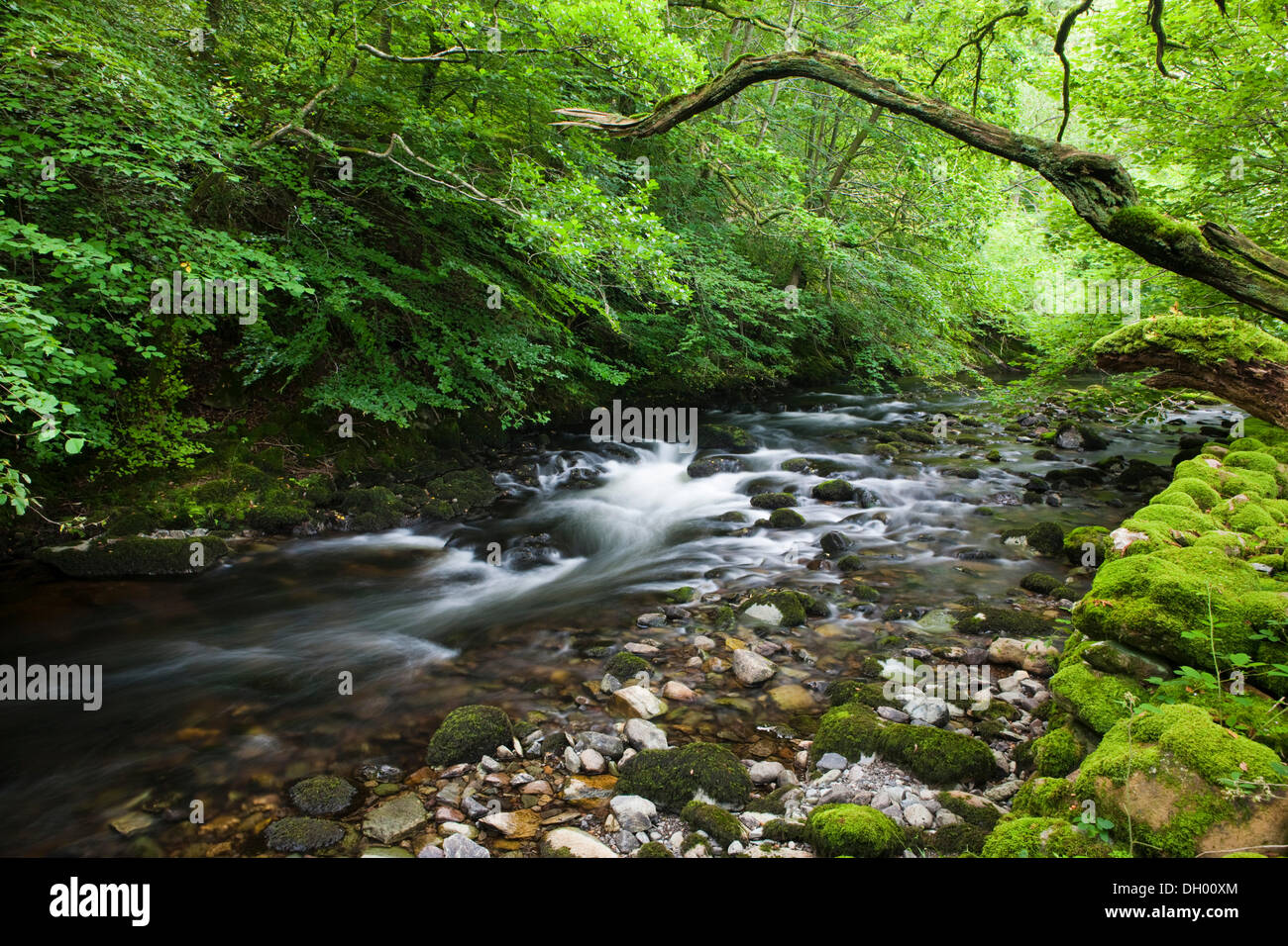 Stream in the forest, Lake District, England, United Kingdom Stock ...