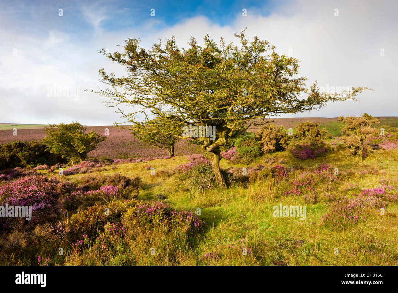 Gnarled tree in a heather landscape, Exmoor Nationalpark, Somerset ...