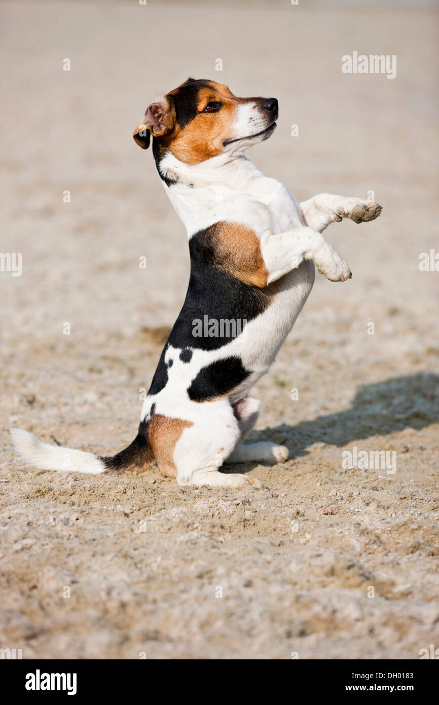 Dog sitting up and begging hi-res stock photography and images - Alamy