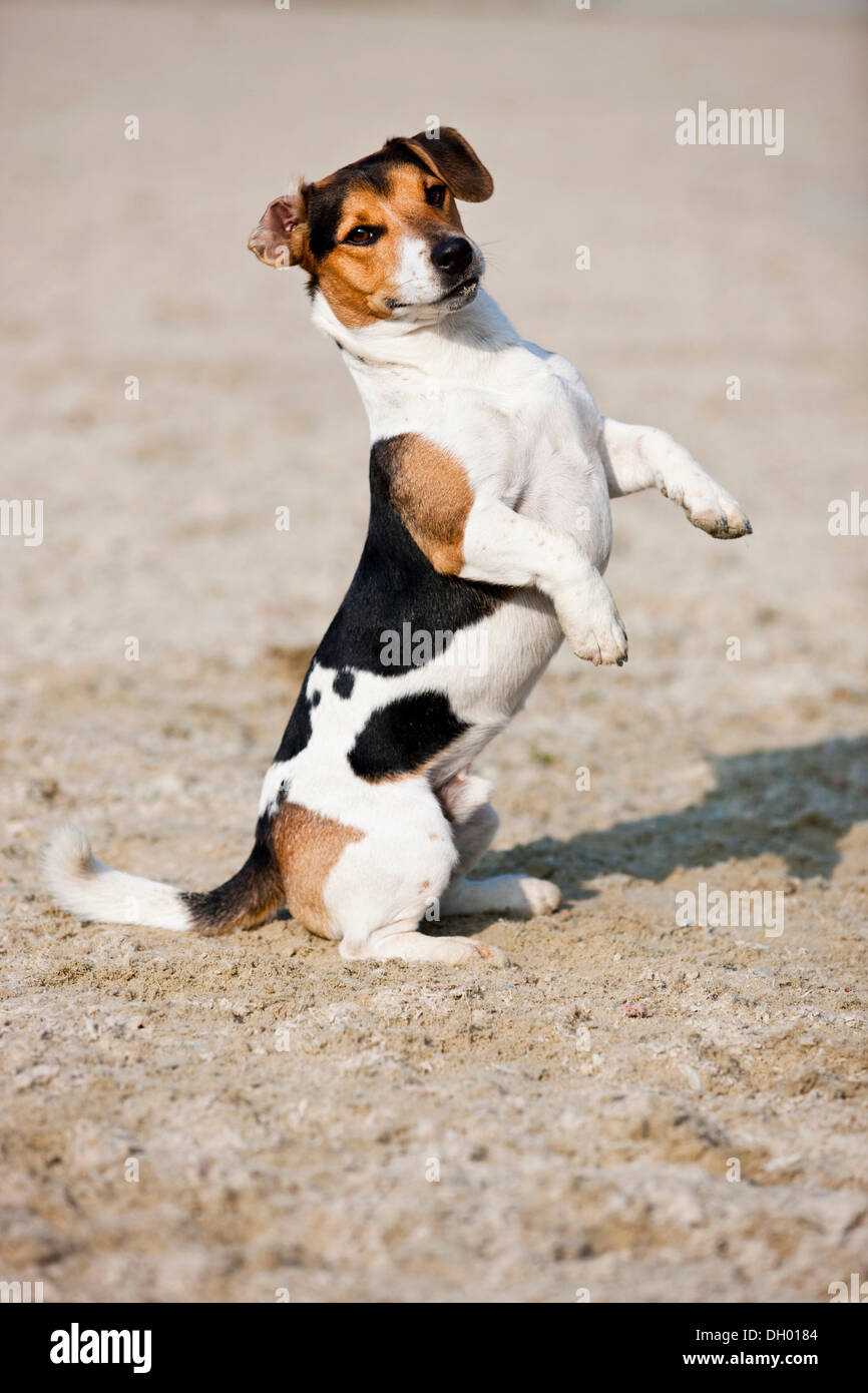 Dog sitting up and begging hi-res stock photography and images - Alamy