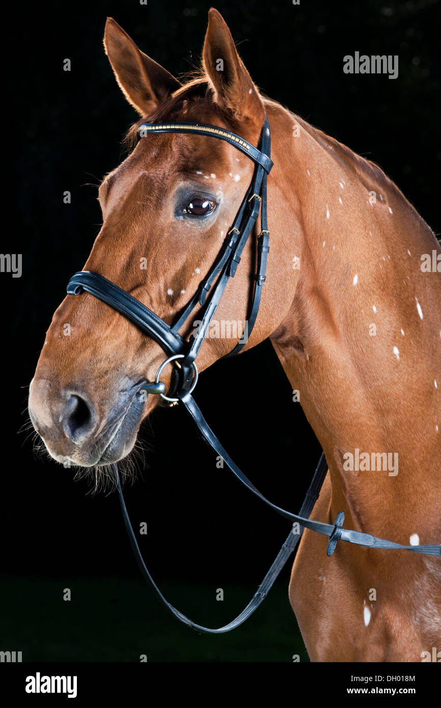 White Hanoverian