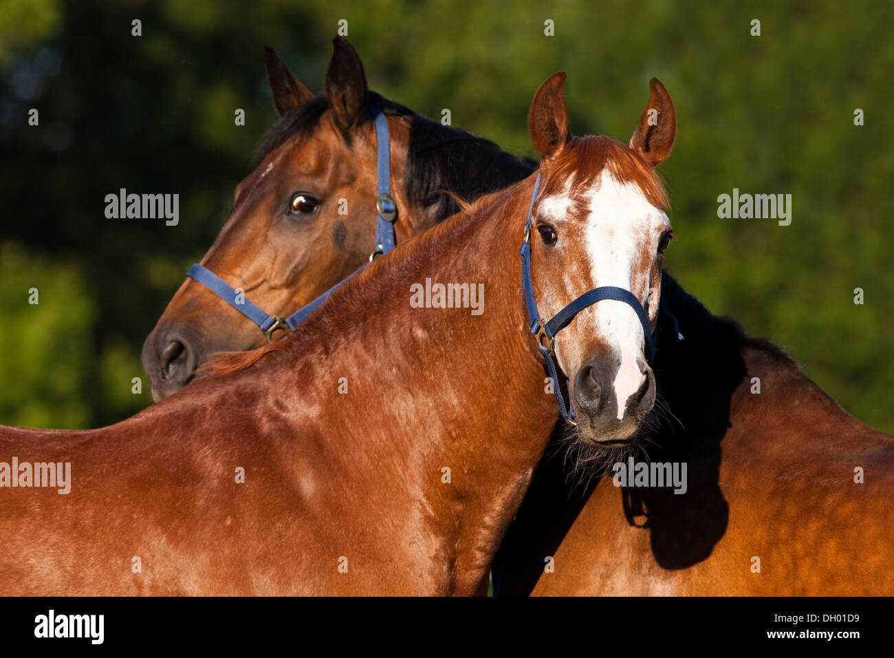 Chestnut horses hi-res stock photography and images - Alamy