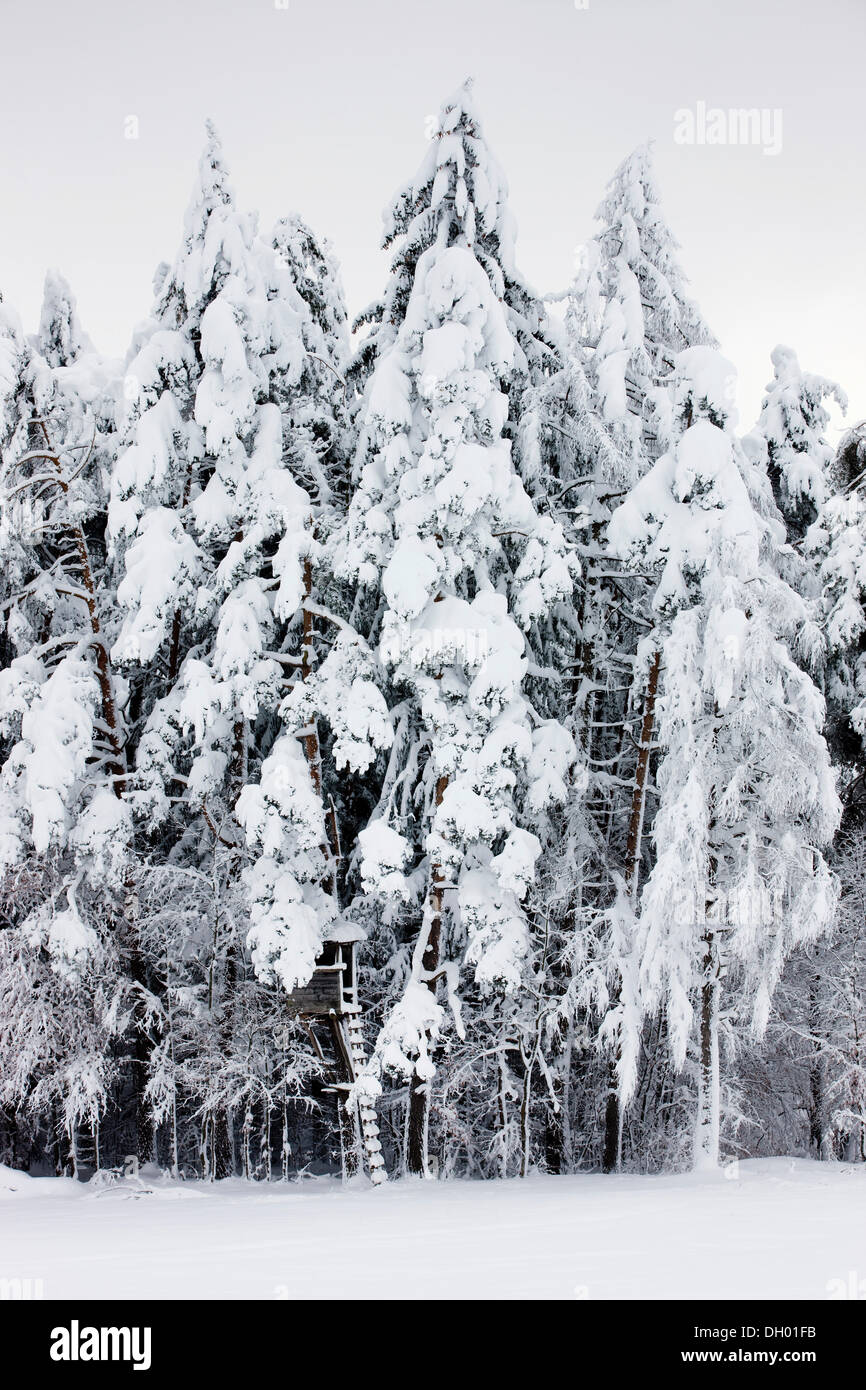 Raised hide in a snow-covered forest, Gnadenwald, North Tyrol, Austria ...