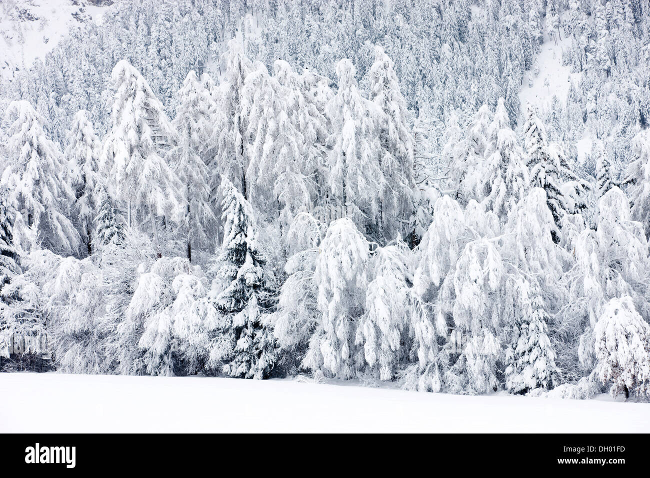 Snow-covered forest, Gnadenwald, North Tyrol, Austria Stock Photo - Alamy