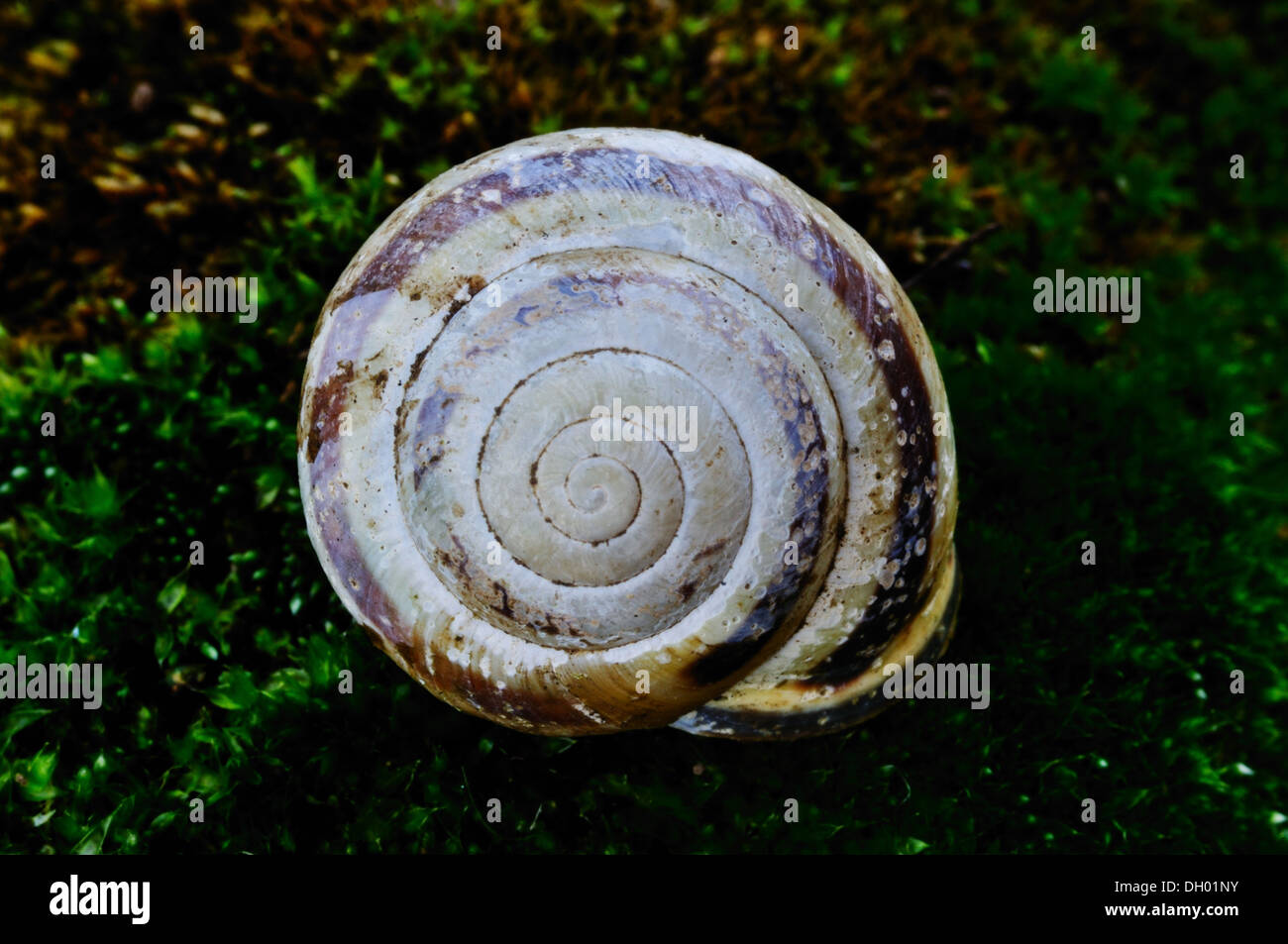 The shell of a common land Snail Stock Photo - Alamy