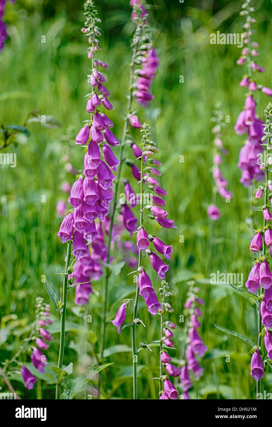 Common foxglove purple f hi-res stock photography and images - Alamy