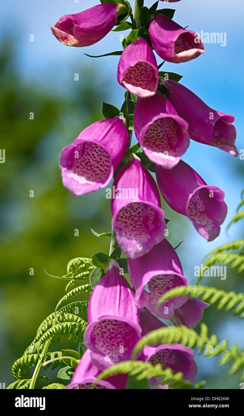 Foxglove purple hi-res stock photography and images - Alamy