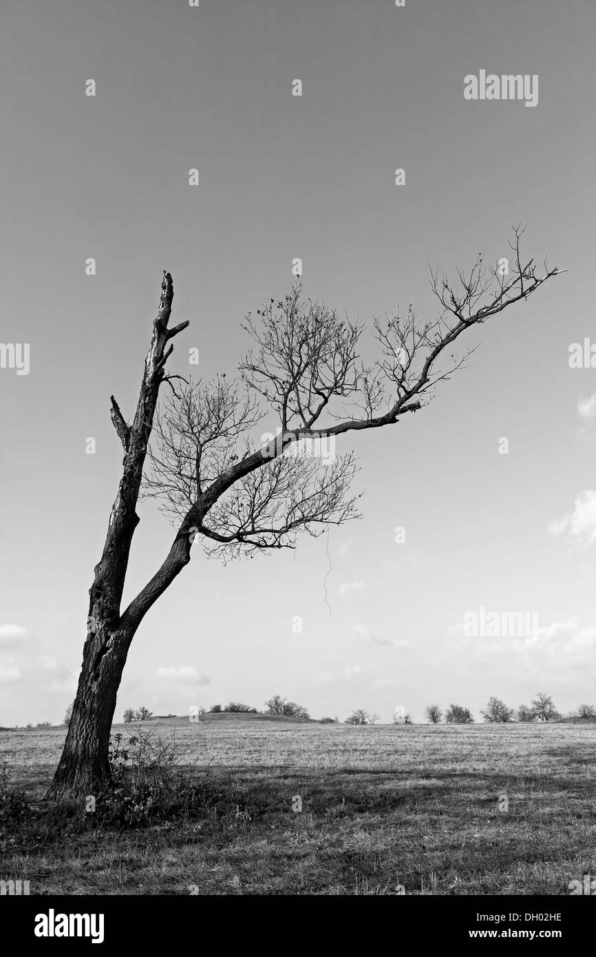 Black and white landscape with dry tree Stock Photo - Alamy