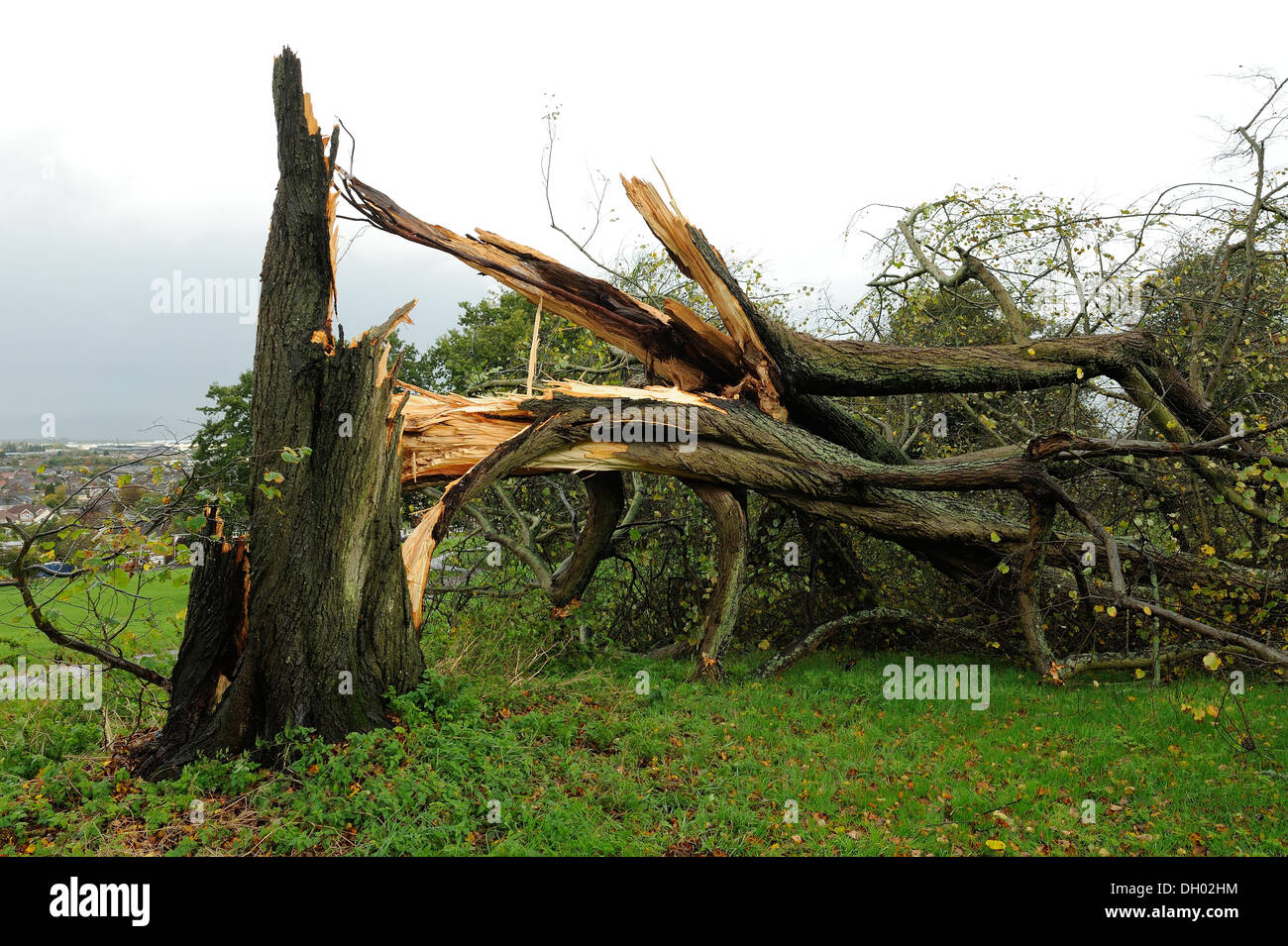 Damage to lawns hi-res stock photography and images - Alamy