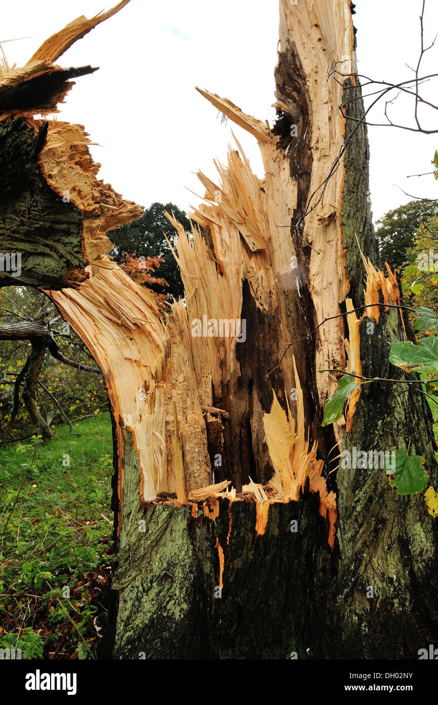 Collapsed tree in storm hi-res stock photography and images - Alamy