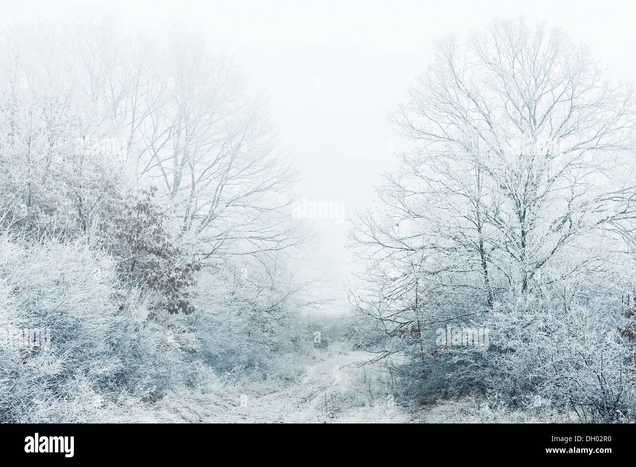Frozen forest on a very cold day Stock Photo - Alamy