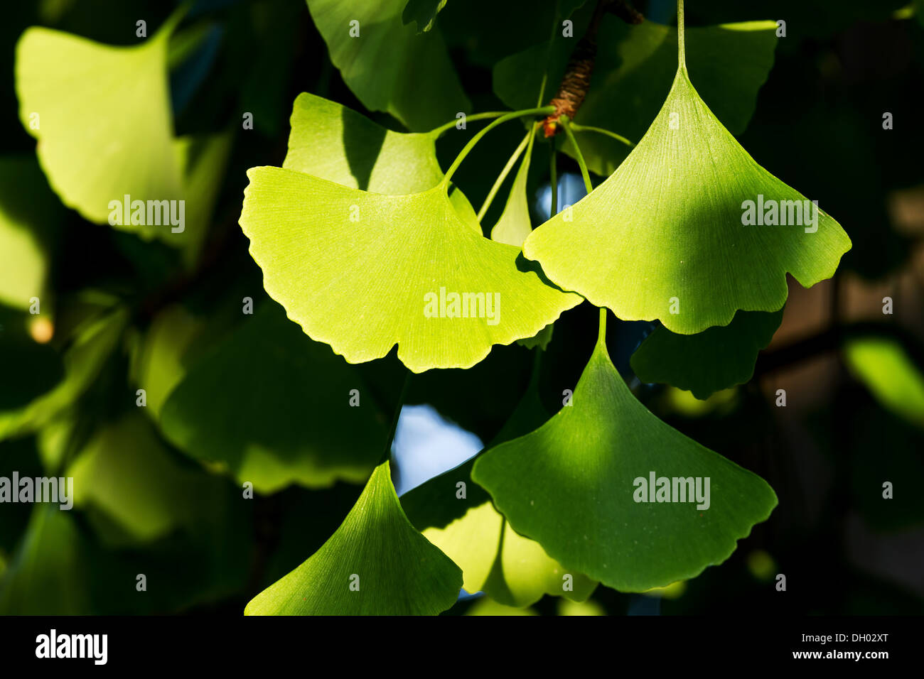 Ginkgo biloba green leaves on a tree Stock Photo - Alamy