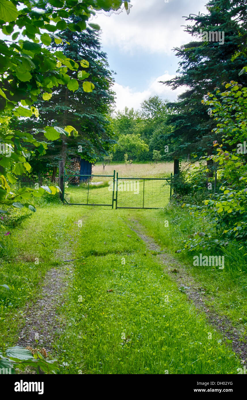 Forrest leaves hi-res stock photography and images - Alamy