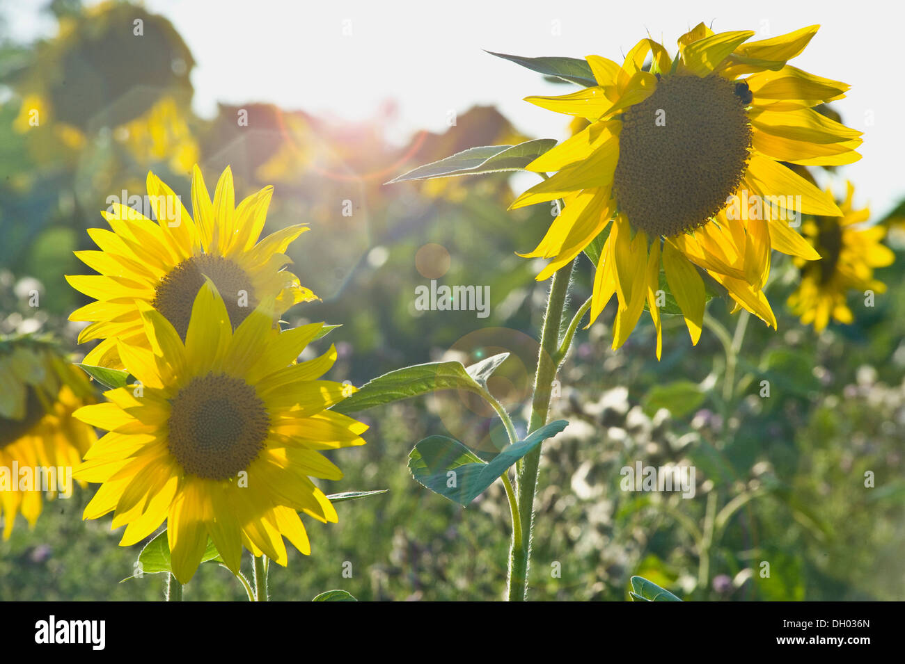 Sunflowers at dusk hi-res stock photography and images - Alamy