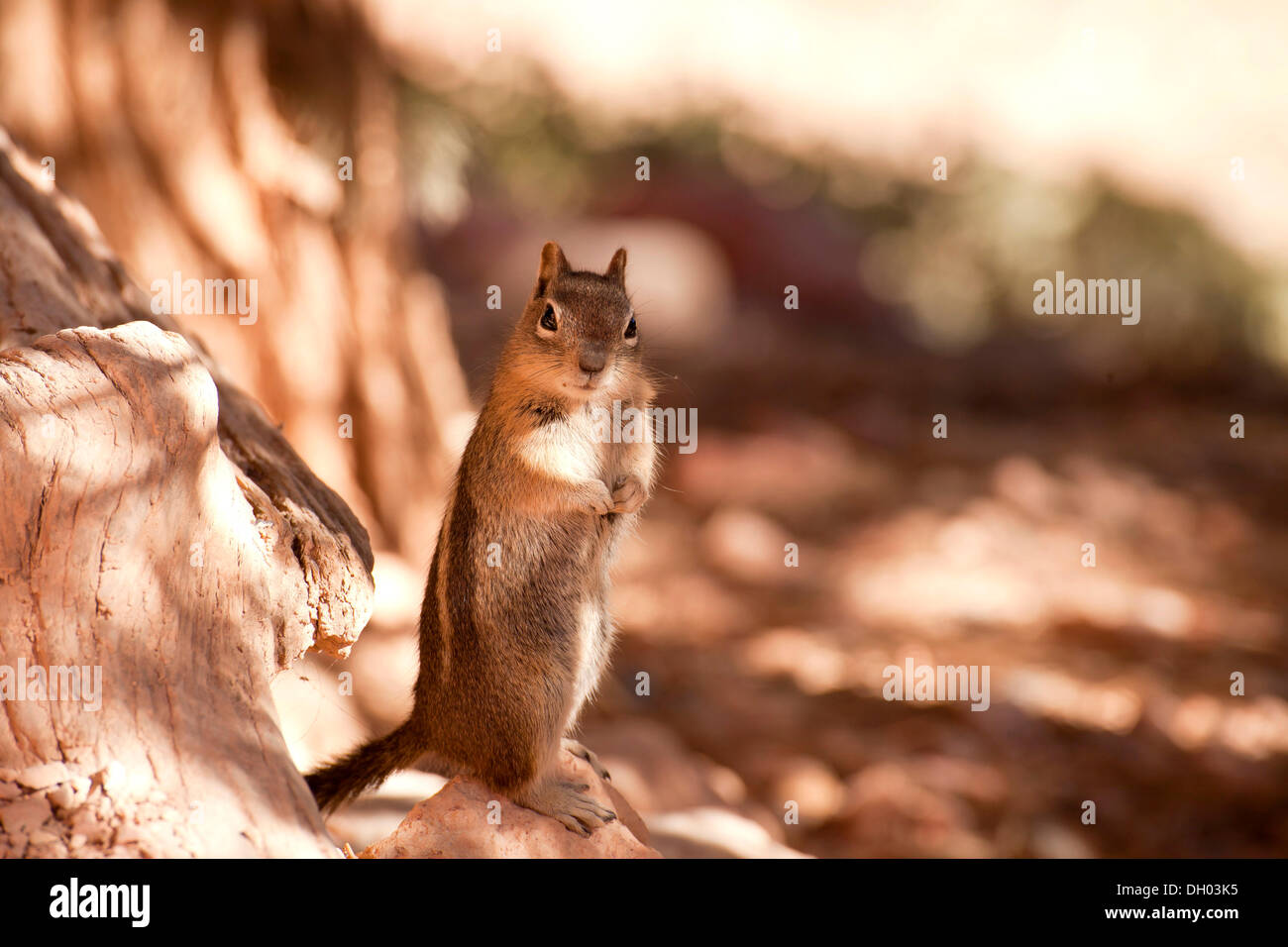 Chipmunk (Tamias sp.), Bryce Canyon National Park, Utah, United States ...