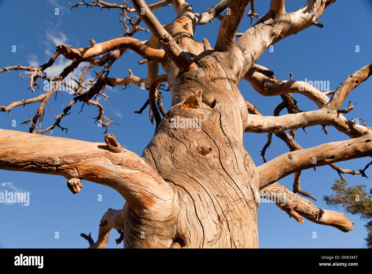 Dead joshua tree hi-res stock photography and images - Alamy