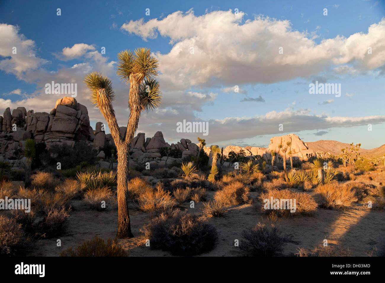 Hidden Valley with Joshua tree (Yucca brevifolia) and rocks, Hidden ...