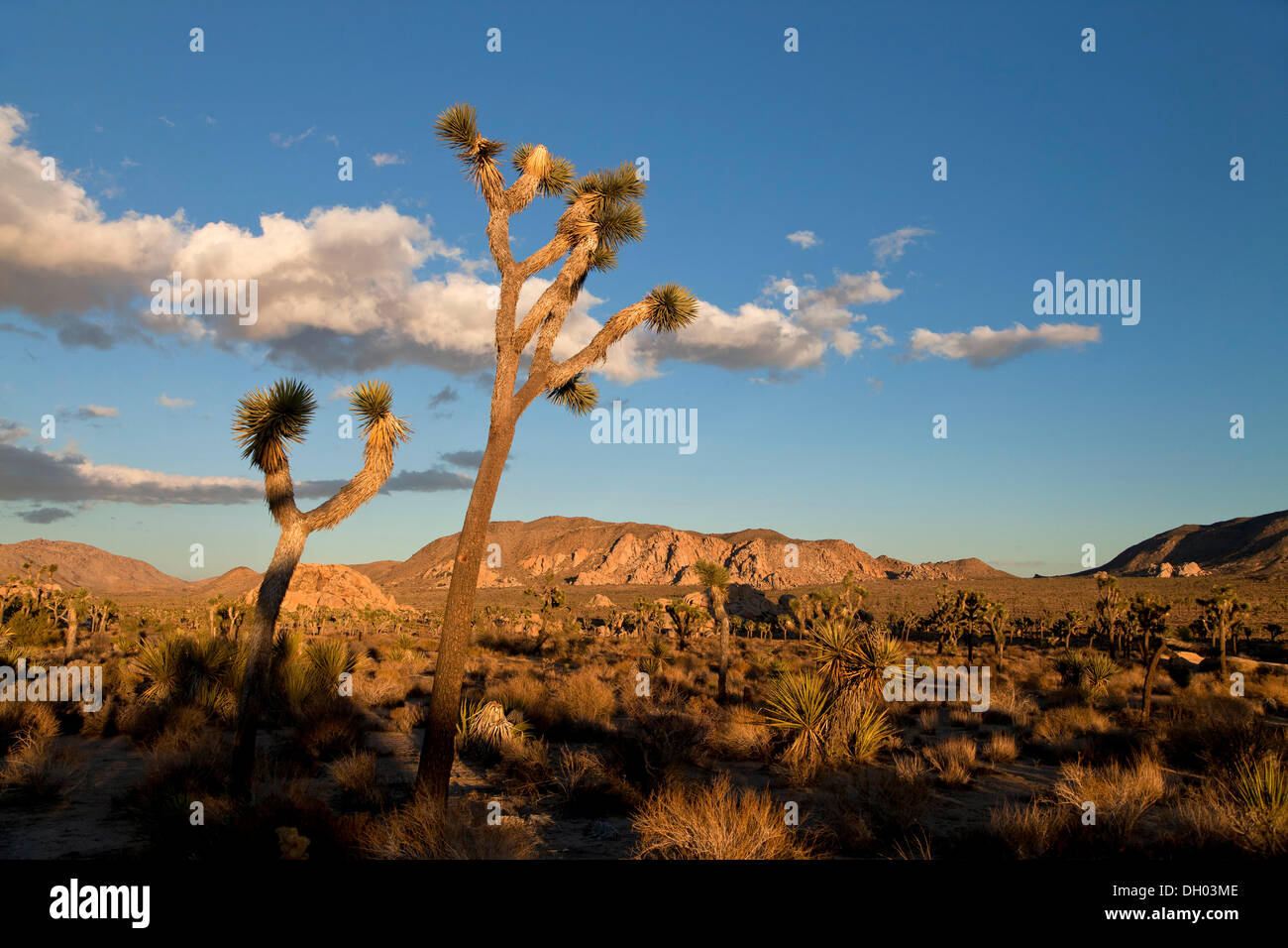 Hidden Valley with Joshua trees (Yucca brevifolia) and rocks, Hidden ...